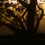 TPC Harding Park: Golf, Tee Times in San Francisco, CA - TPC.com